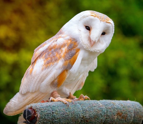 Inductieplaat Beschermer - Witte Uil op Standaard in Bosrijke Omgeving ...