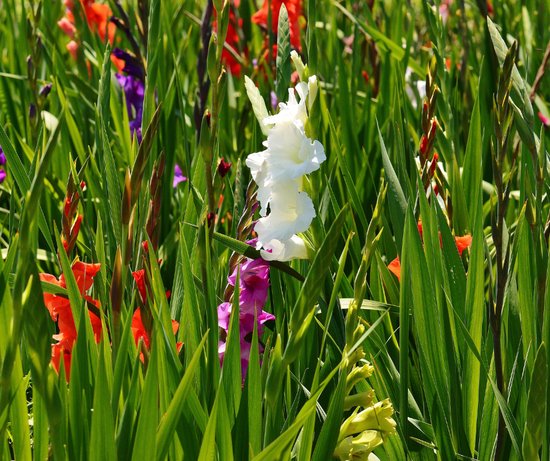 Gladiolen - Gladiolus - Gemengd - 25 stuks | bol.com