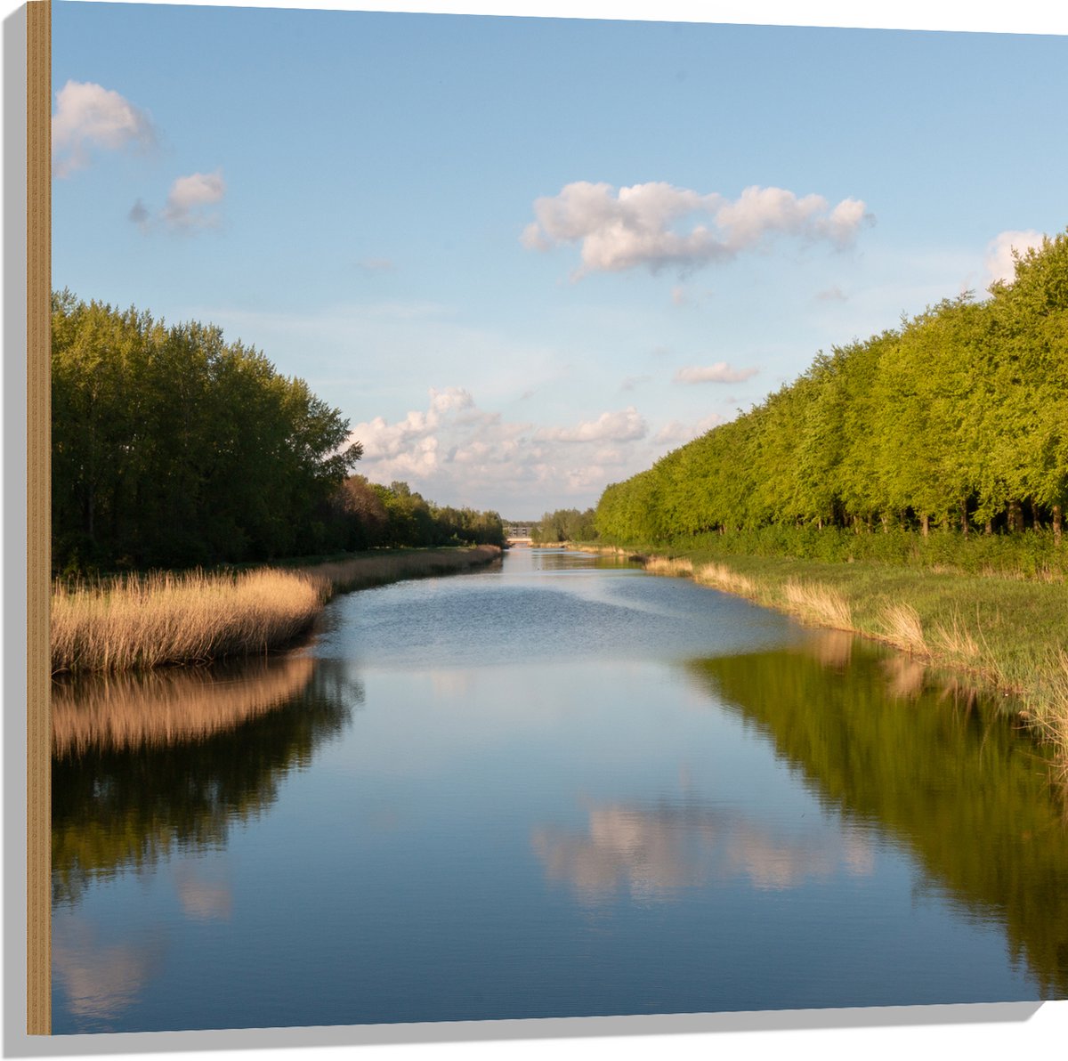 Hout - Smalle Rivier stromend door Nederlandse Bossen - 80x80 cm - 9 mm ...