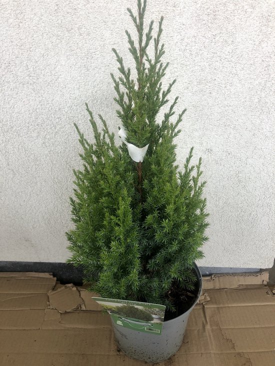 Juniperus chinensis 'Stricta' - Chinese Jeneverbes 30 - 40 cm in pot | bol