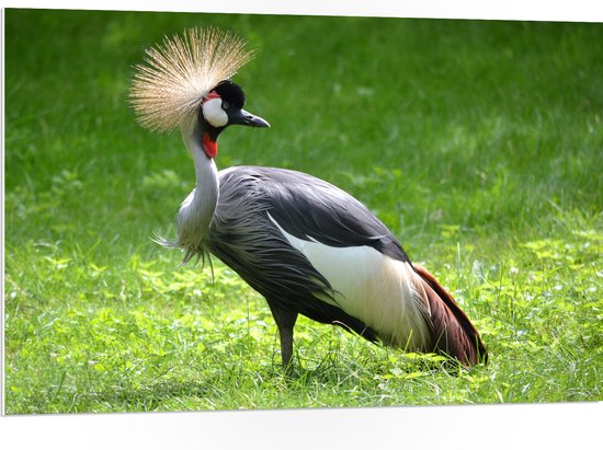 PVC Schuimplaat - Kraanvogel met Mooie Kuif in het Grasveld - 105x70 cm ...