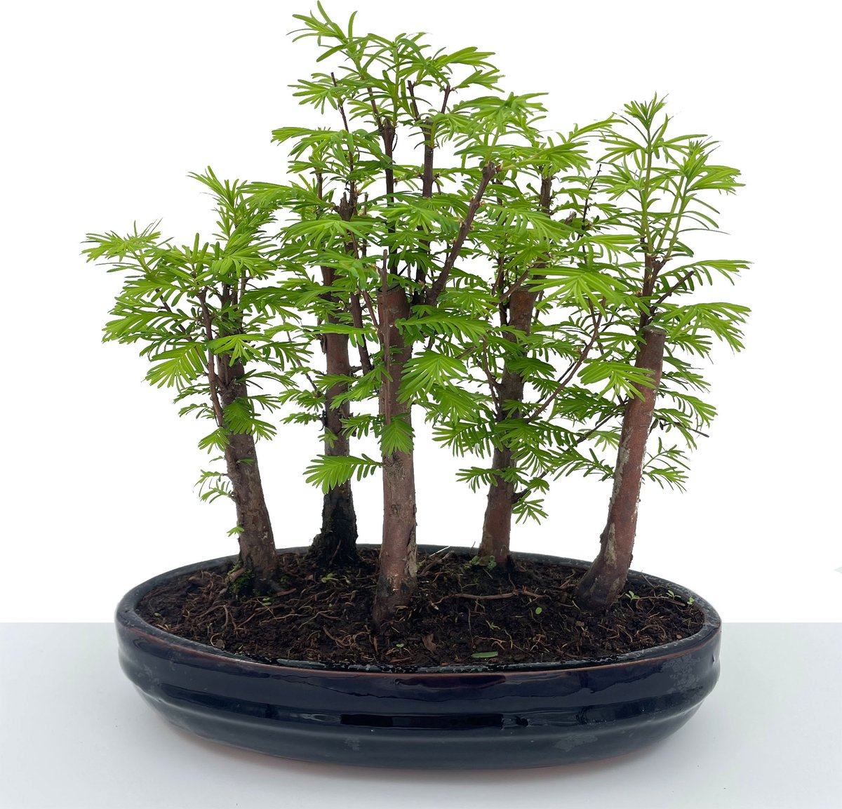 YouFlowers - (M) Bonsai Forrest - Metasequoia - Bonsai boompjes - Voor ...