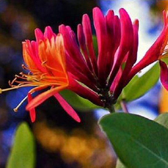 Lonicera Japonica 'Red World' - Kamperfoelie - 50-60 cm in pot ...