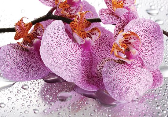 Fotobehang - Vlies Behang - Orchidee - 254 x 184 cm | bol.com