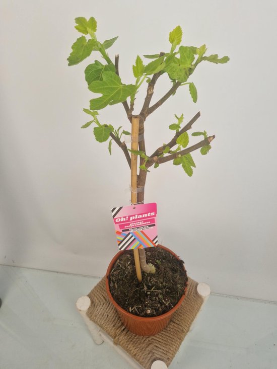 Ficus carica - vijgen boompje - potmaat 20 cm - planthoogte 80 cm ...