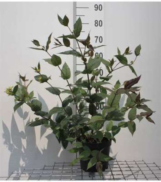 Diervilla x splendens - Amerikaanse weigelia 40 - 60 cm in pot | bol