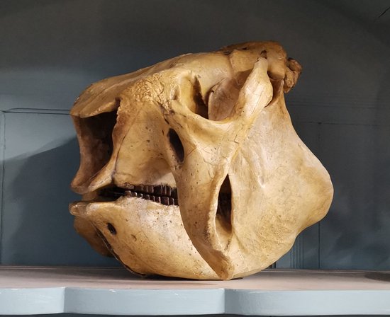 Preparatenshop cast replica schedel prehistorische Glyptodon | bol