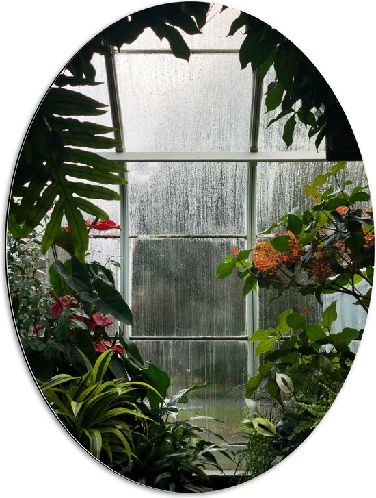 WallClassics - Dibond Ovaal - Begroeiing in Kas tijdens Regenbui ...
