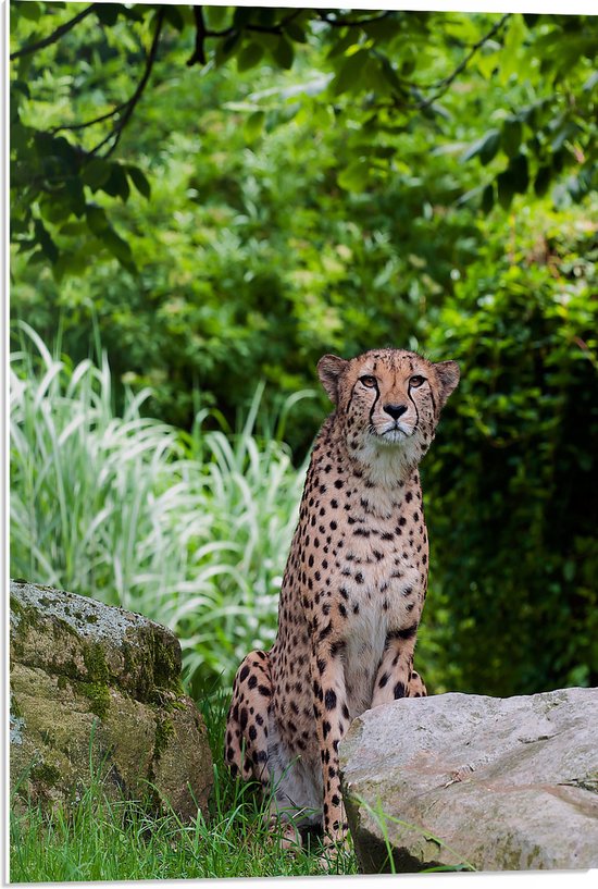 PVC Schuimplaat - Zittende Panter tussen Grote Stenen in Groen ...