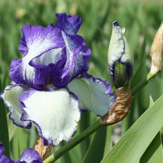 6x Baardiris - Iris Germanica ‘Loop the Loop’ - Pot 9x9cm | bol