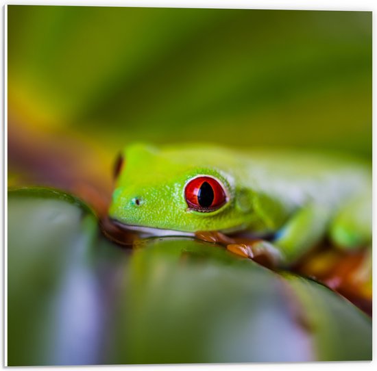 PVC Schuimplaat- Exotische Gifgroene Kikker met Rode Ogen op Groen Blad ...