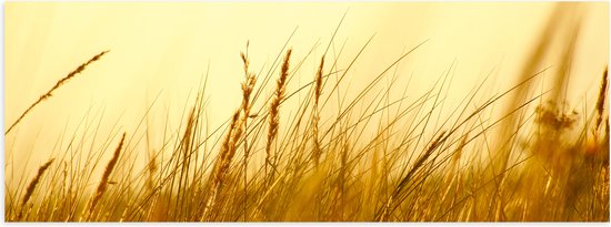 Poster (Mat) - Hoge Grassen onder Oranjekleurige Lucht - 90x30 cm Foto ...