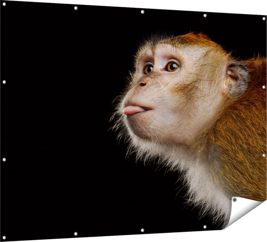 Gards Tuinposter Apenkop met Zijn Tong uit - Aap - 160x120 cm ...