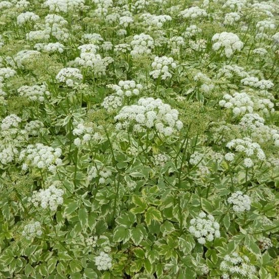 6x Bont zevenblad - Aegopodium podagraria ‘Variegatum’ - Pot 9x9cm | bol