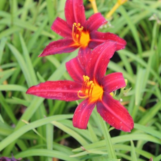 6x Daglelie - Hemerocallis ‘Crimson Pirate’ - Pot 9x9cm | bol
