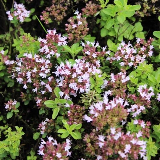 6x Marjolein / Oregano - Origanum vulgare ‘Compactum’ - Pot 9x9cm | bol