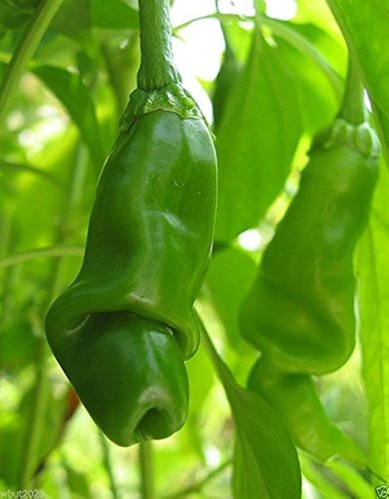 Penis peper zaden, Peter pepper. Voor het zelf kweken in moestuin, op ...
