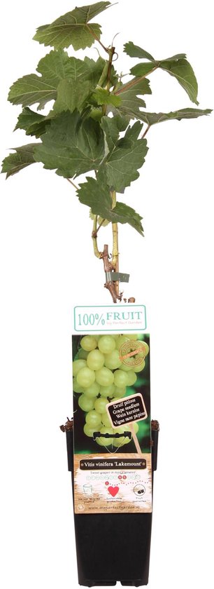 Hello Plants Vitis Vinifera Venus Veredelt Pitloze Blauwe Druiven ...