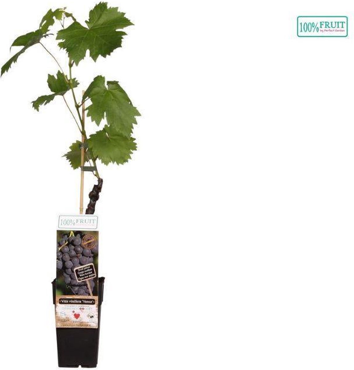 Hello Plants Vitis Vinifera Venus Veredelt Pitloze Blauwe Druiven ...