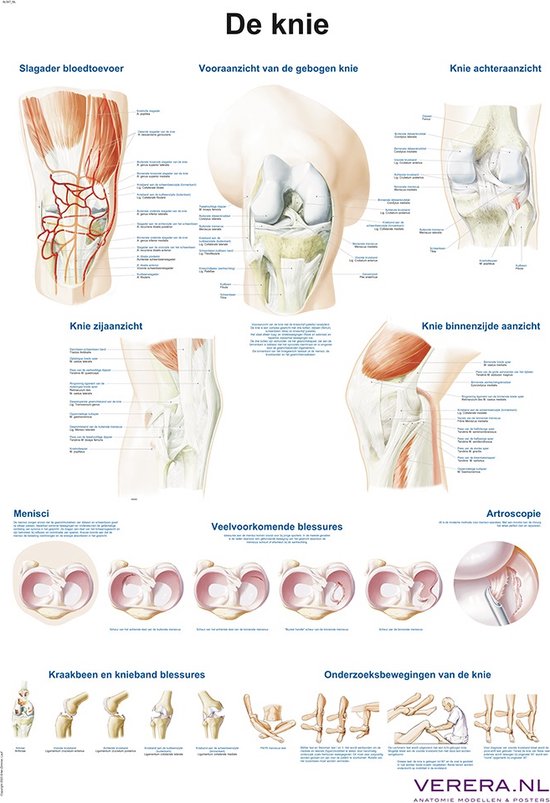 Anatomie poster kniegewricht (Nederlands/Latijn, papier, 50x70 cm) + ophangsysteem | bol