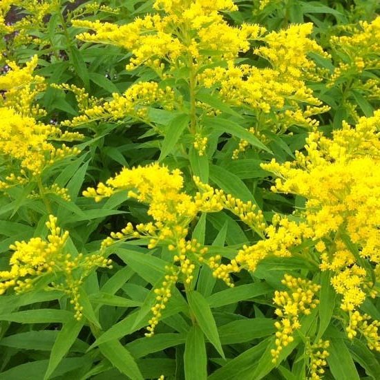6x Guldenroede - Solidago ‘Strahlenkrone’ - Pot 9x9cm | bol