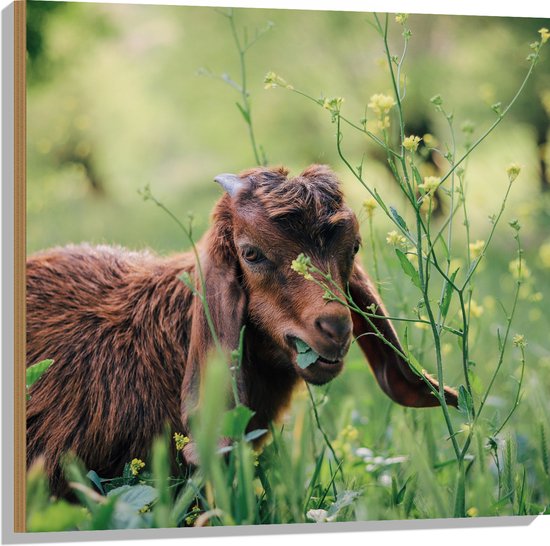 Hout - Langorige Bruine Geit lopend in het Bloemenveld - 80x80 cm - 9 ...