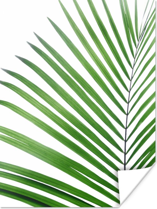 Plant - Groen - Natuur - Wit | bol.com