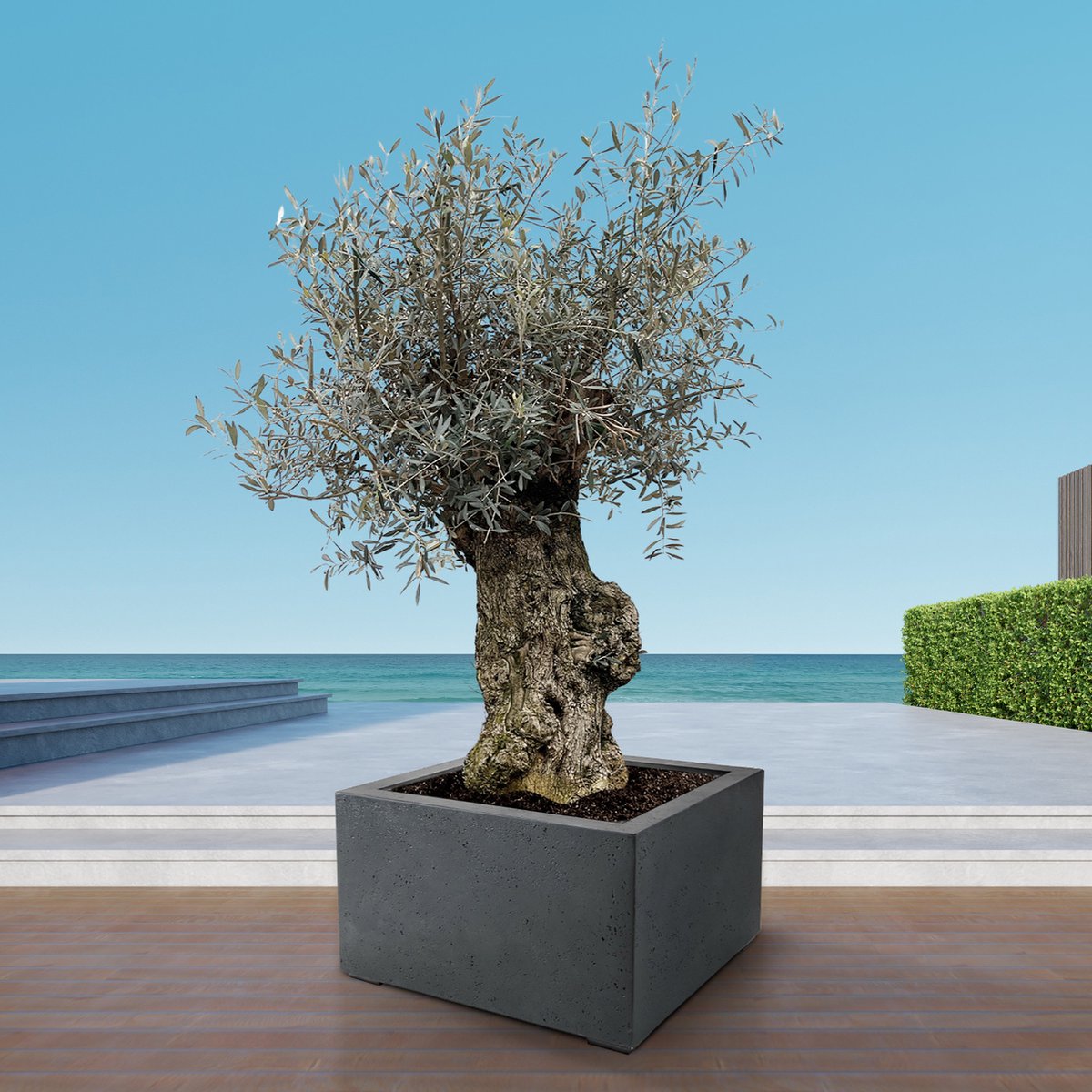 Olijfboom - Olea Europaea Bonsai hoogte 225cm potmaat 65cm | bol.com