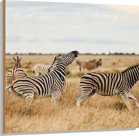 Hout - Kudde Zebra_s op Open Vlakte in Afrikaans Droog Landschap ...