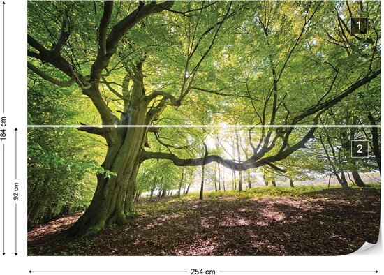 Fotobehang - Vlies Behang - Boom in het Bos - 254 x 184 cm | bol.com