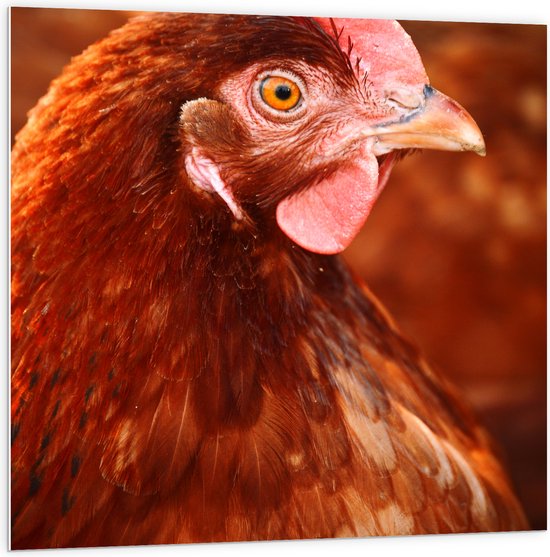 PVC Schuimplaat- Zijaanzicht van Bruine Kip met Rode Lel en Oranje Ogen ...