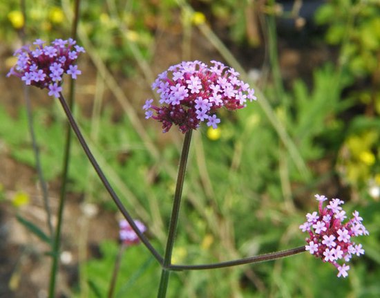 Verbena bonariensis (Ijzerhard) | bol