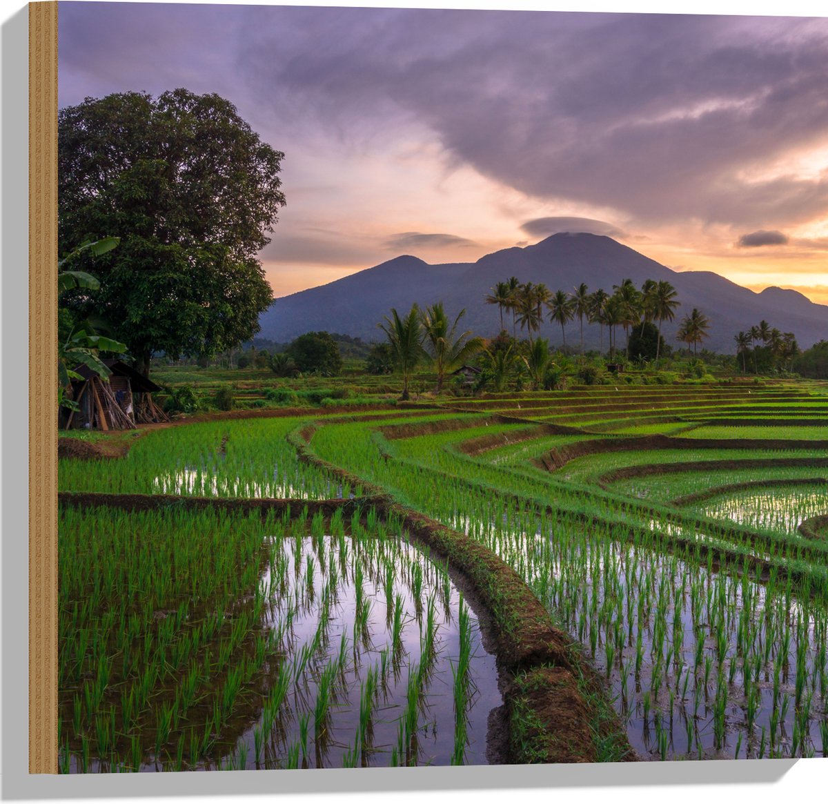 Hout - Rijstvelden Vol met Water in Indonesië - 50x50 cm - 9 mm dik ...