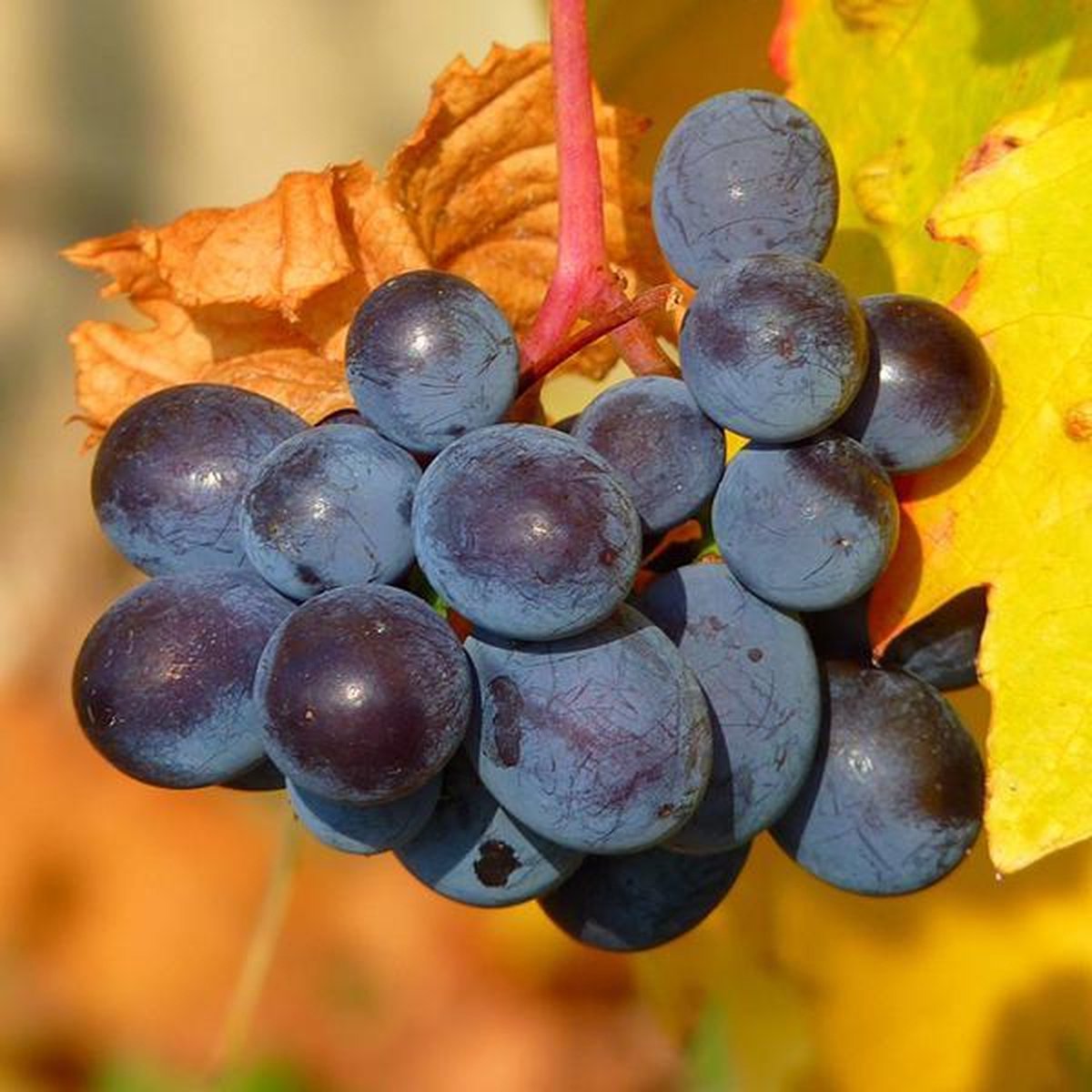 Blauwe druif - Vitis 'Mika' - kleinfruit - fruitstruik - zelf fruit ...