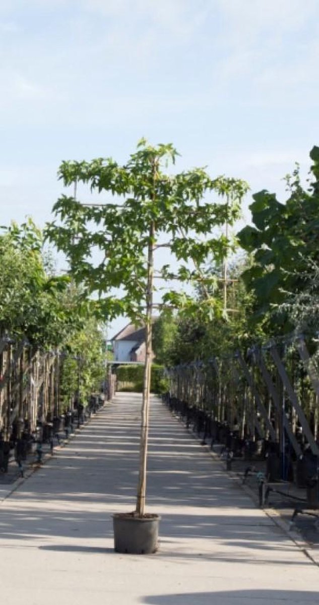 Amberboom als leiboom - ‘Liquidambar styraciflua Worplesdon’ 150 cm stamhoogte (6 - 10... | bol.com