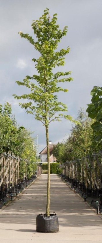 Ruwe iep | Ulmus glabra 6-10 cm | Bomenbezorgd.nl | bol