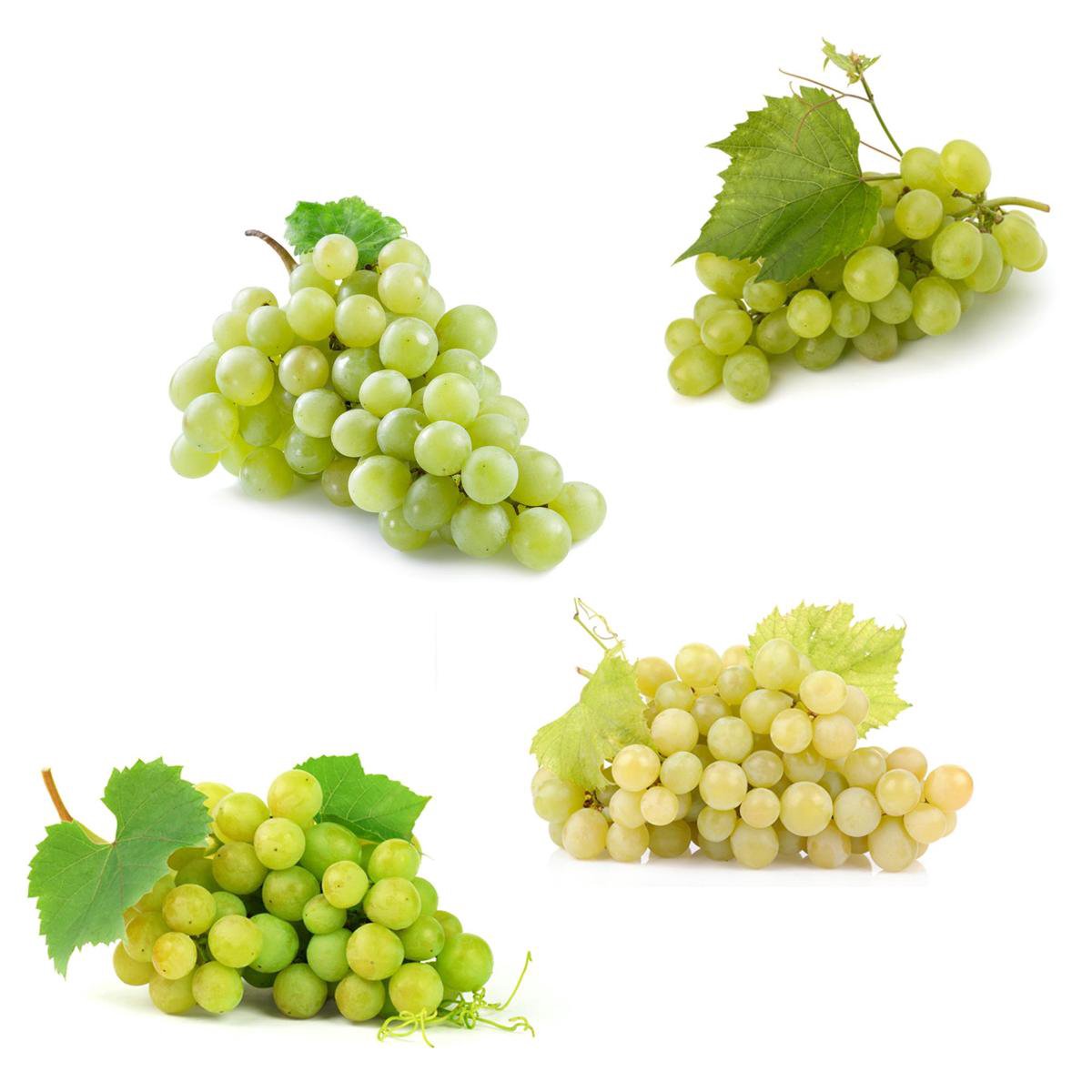 Witte druiven fruitplanten mix - set van 4 verschillende witte druiven ...