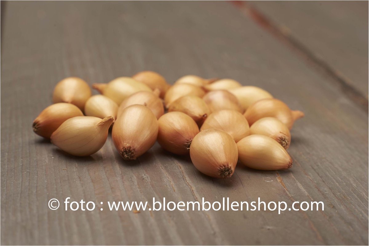 PLANTUI - PLANTAJUIN STURON 20 kg - ajuin -ui - oignon - onion | bol