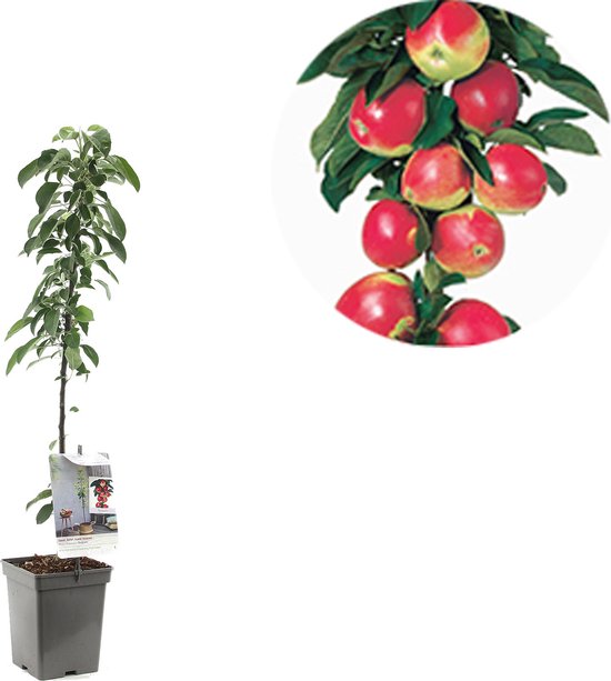 Malus dom. Redcats zuilvorm | bol.com