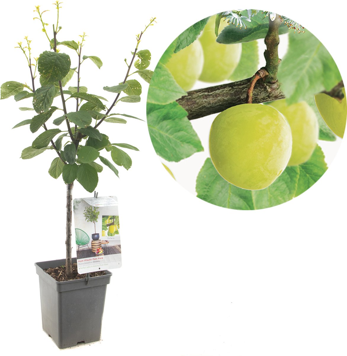 Prunus domestica Ontario | gele pruim | patio | bol.com