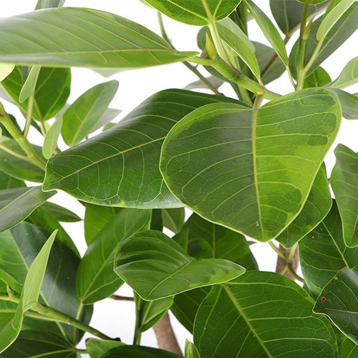 Ficus Altissima (vertakt) ↨ 130cm - planten - binnenplanten ...