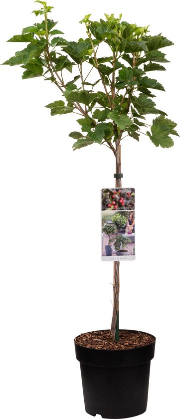 Witte Aalbes op stam - Ribus rubrum Werdavia - 85cm | bol.com