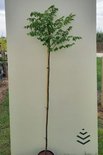 Jonge Indische sering boom | Melia azadarach | 150-200cm hoogte | bol