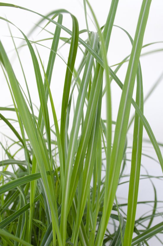 Gras van Botanicly – Chinees Riet – Hoogte: 50 cm – Miscanthus Strictus ...