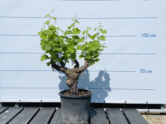 Druivenboom - Vaderdag - Donkere druif Vitus Vinifera - Eetbare Druif ...