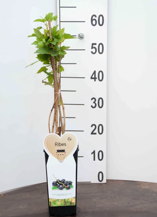 Fris en zoetzuur pakket- 4 planten- Fruitstruik- 60 cm hoog ...