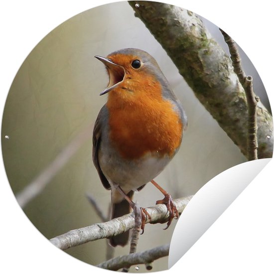 Affiche de jardin autour de Robin - Robin sur une branche d'arbre ...