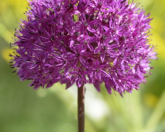 Allium - Sierui compleet pakket 5 Allium Ambassador, Atropurpureum ...