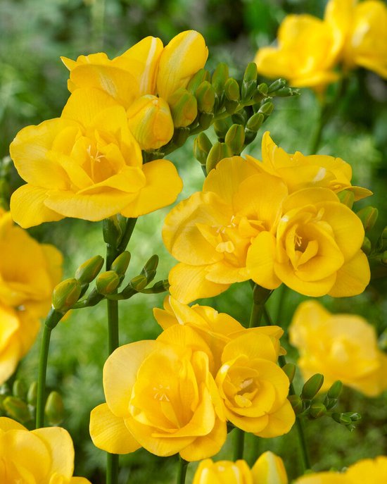 Bulbs by Brenda - Freesia Dubbel Geel - 25 stuks | bol