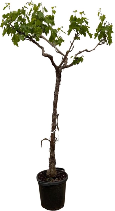 Druivenboom (Vitis Vinifera) stam vertakt - 200cm - ø35 | bol